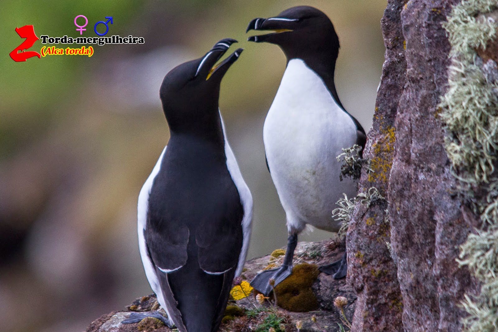 Zoologia: Torda-mergulheira (Alca torda)